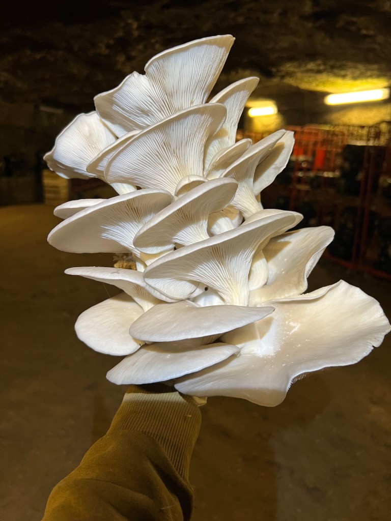 Le champignon d'Orbec